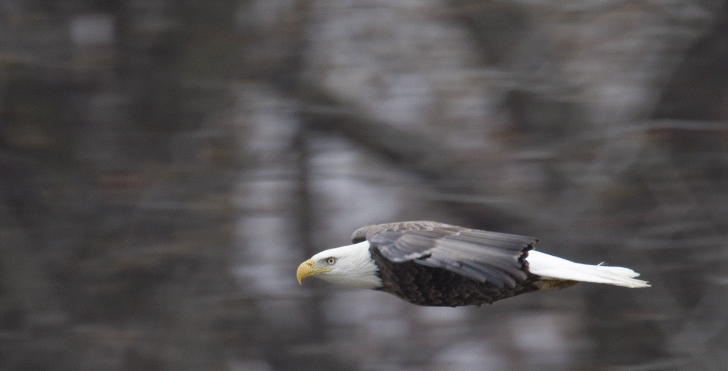 EAGLE HEADER - Chimney Rock National Monument